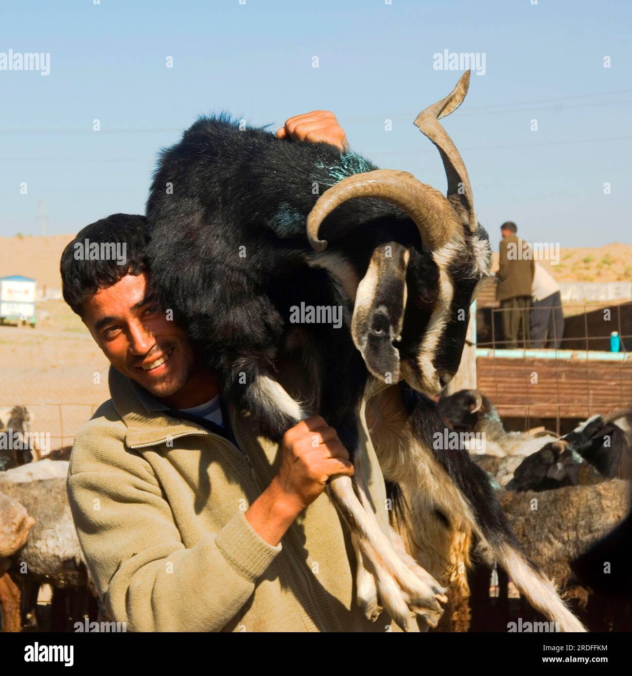 Tolkutscha bazaar, selling sheep and goats, man carrying goat, Ashgabat ...