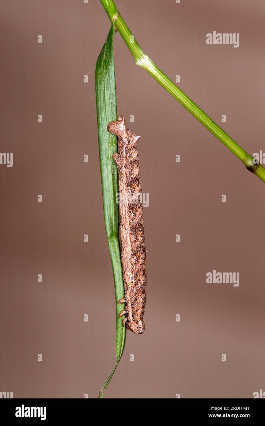 Caterpillar of the great stone moth (Gnophos furvata), Valais ...