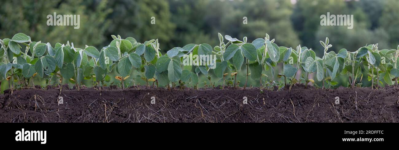Fresh green soybean plants with roots Stock Photo - Alamy