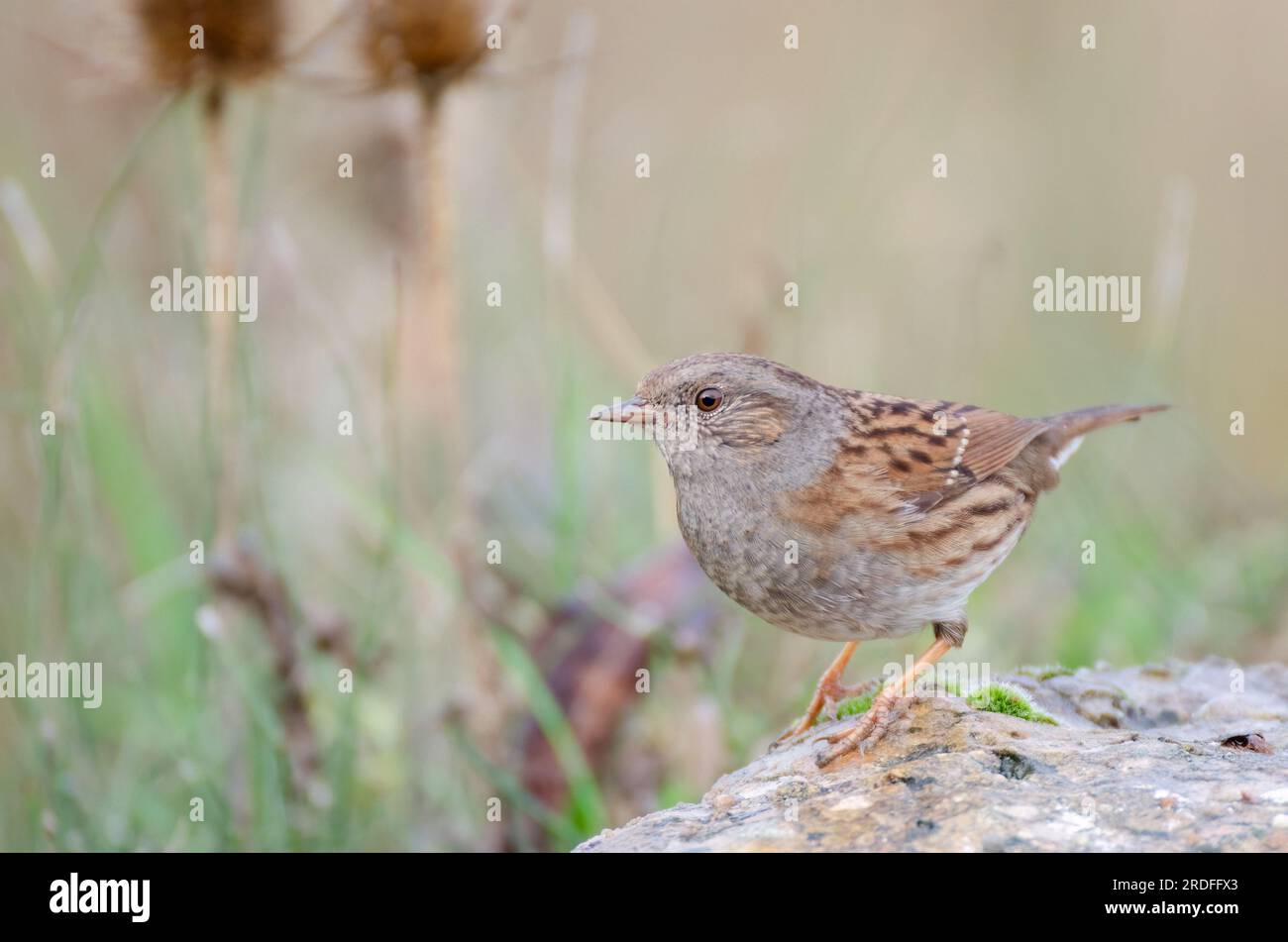 PHOTOGRAPH OF WOODS AND PASSERINES FROM A HIDE IN POBES (ÁLAVA, SPAIN ...