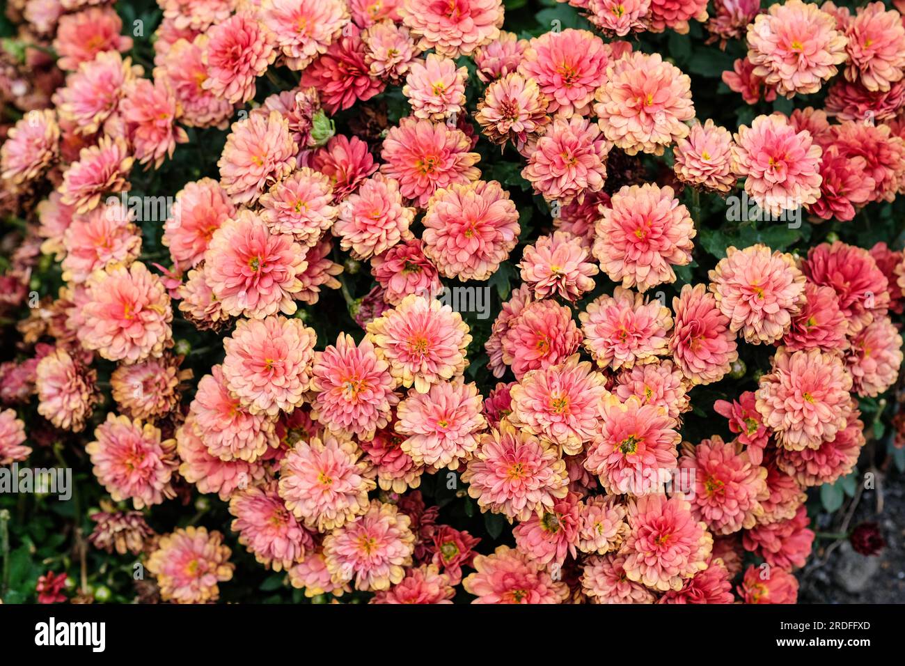 Light pink salmon chrysanthemums bloom on a flowerbed in a park close ...