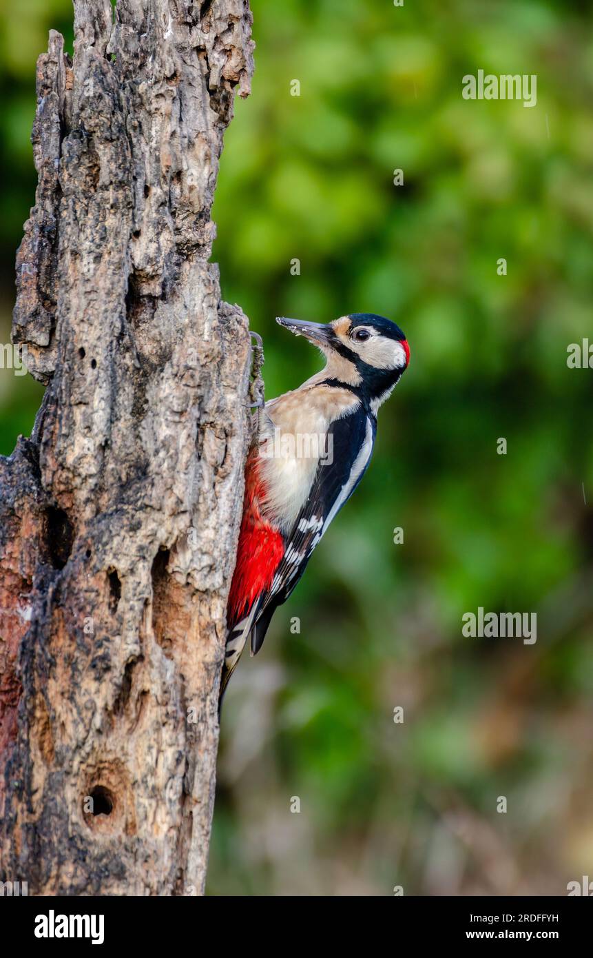 PHOTOGRAPH OF WOODS AND PASSERINES FROM A HIDE IN POBES (ÁLAVA, SPAIN ...