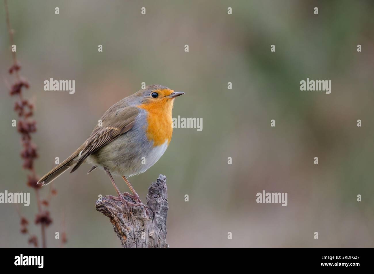 PHOTOGRAPH OF WOODS AND PASSERINES FROM A HIDE IN POBES (ÁLAVA, SPAIN ...