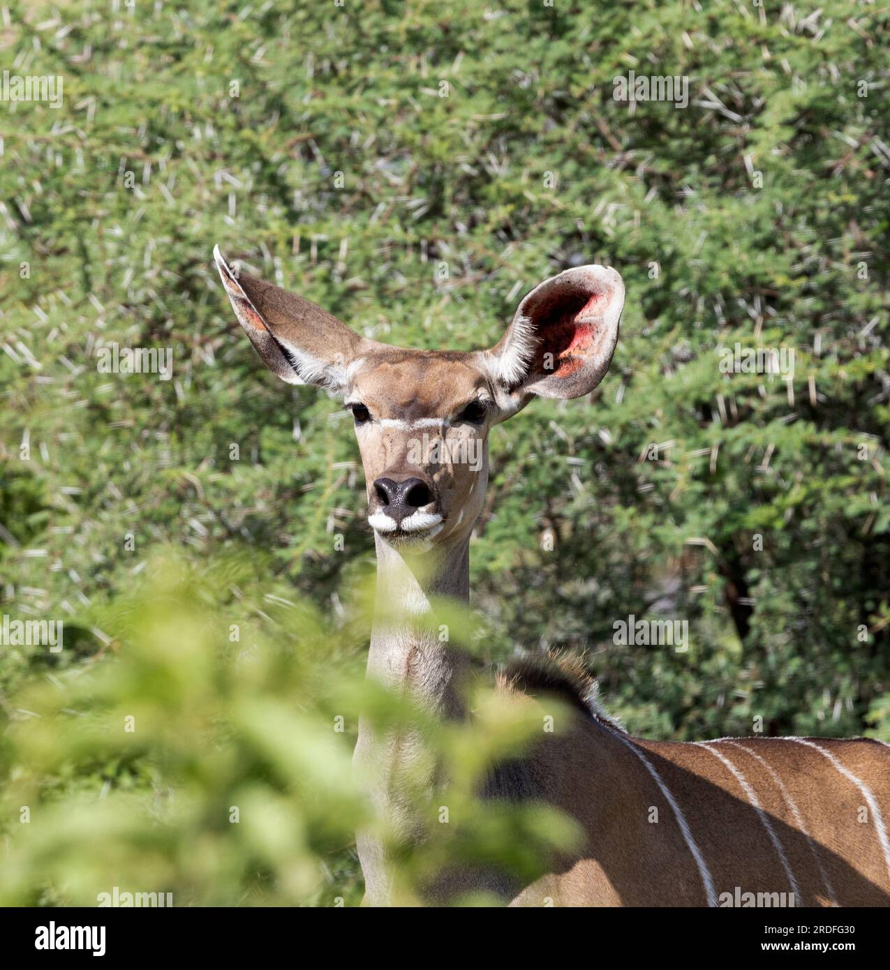 An alert greater Kudu cow uses her directional ears to locate the ...
