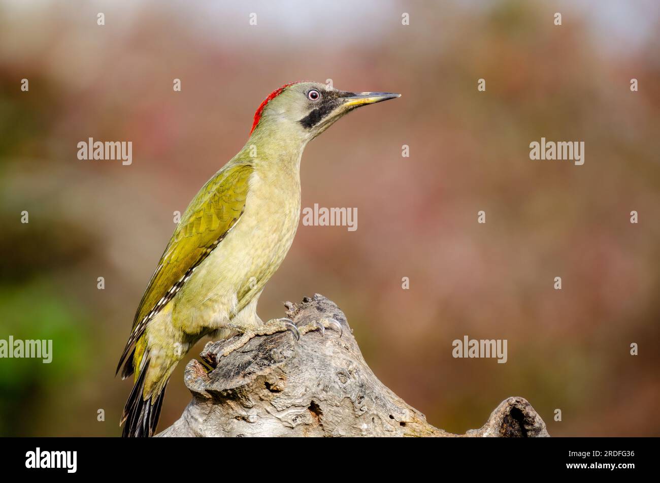 PHOTOGRAPH OF WOODS AND PASSERINES FROM A HIDE IN POBES (ÁLAVA, SPAIN ...