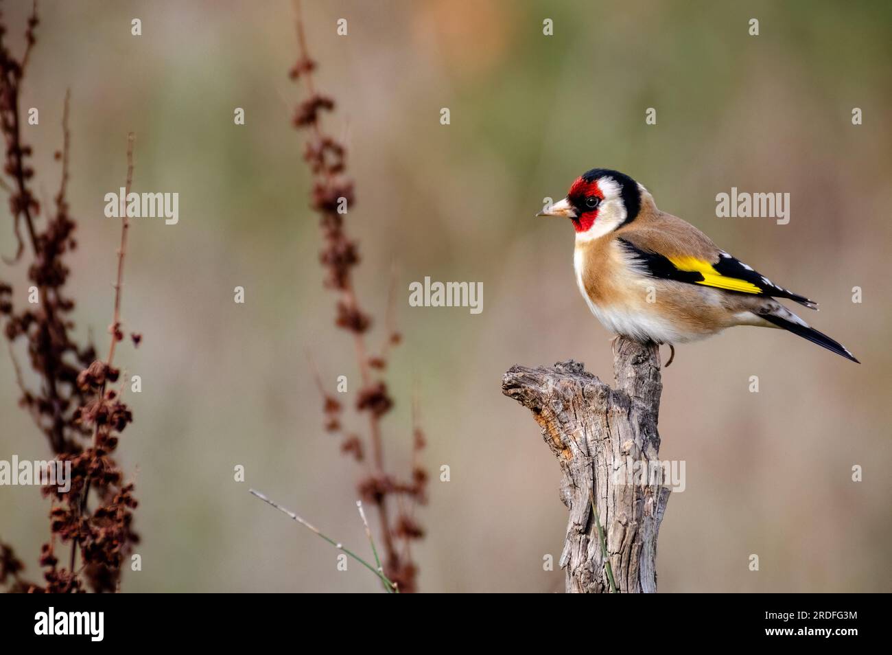 PHOTOGRAPH OF WOODS AND PASSERINES FROM A HIDE IN POBES (ÁLAVA, SPAIN ...