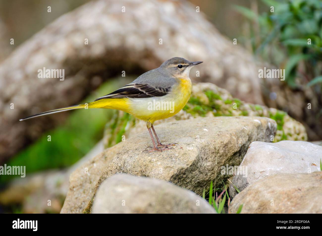 PHOTOGRAPH OF WOODS AND PASSERINES FROM A HIDE IN POBES (ÁLAVA, SPAIN ...