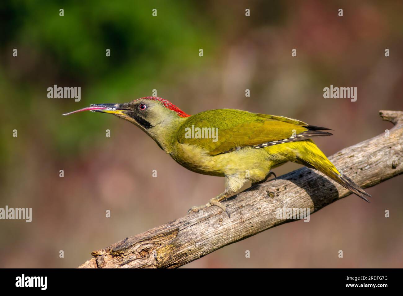 PHOTOGRAPH OF WOODS AND PASSERINES FROM A HIDE IN POBES (ÁLAVA, SPAIN ...