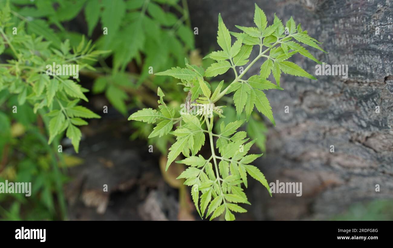 Azadirachta indica - A branch of neem tree leaves. Natural Medicine ...