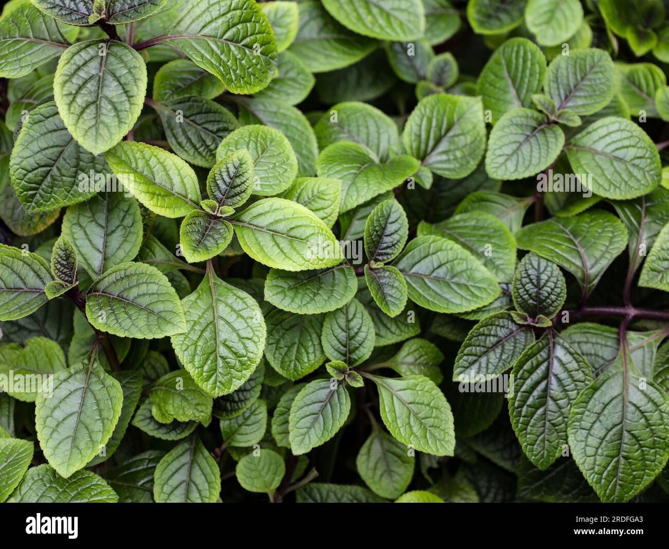 Plectranthus coleoides or swedish ivy or creeping charlie green plant ...