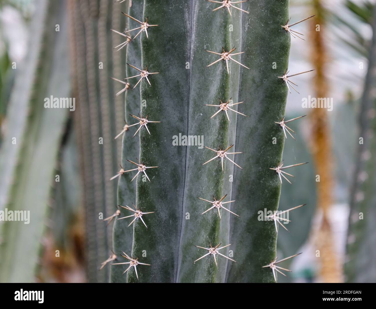 Trunk of prickly green cactus close-up. in the botanical garden ...