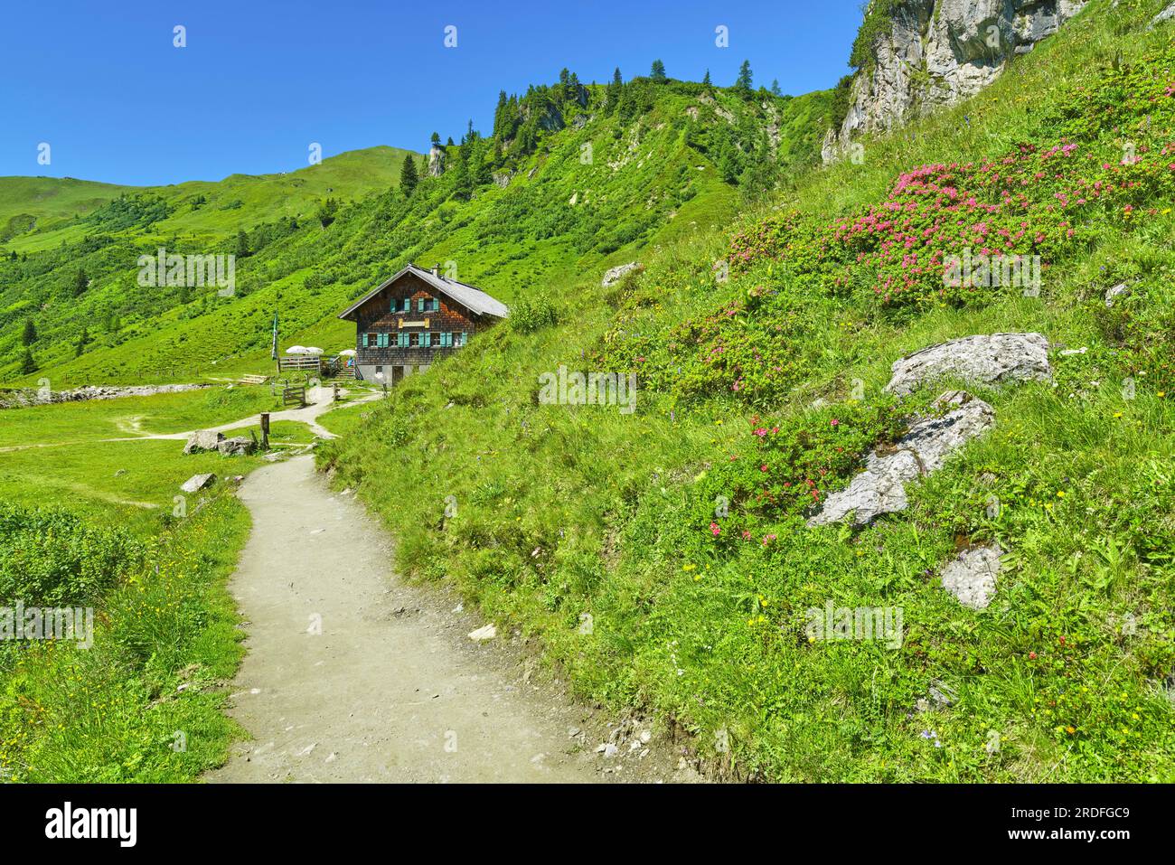 Tappenkarsee alp with alpine roses, alp with hiking trail, landscape ...