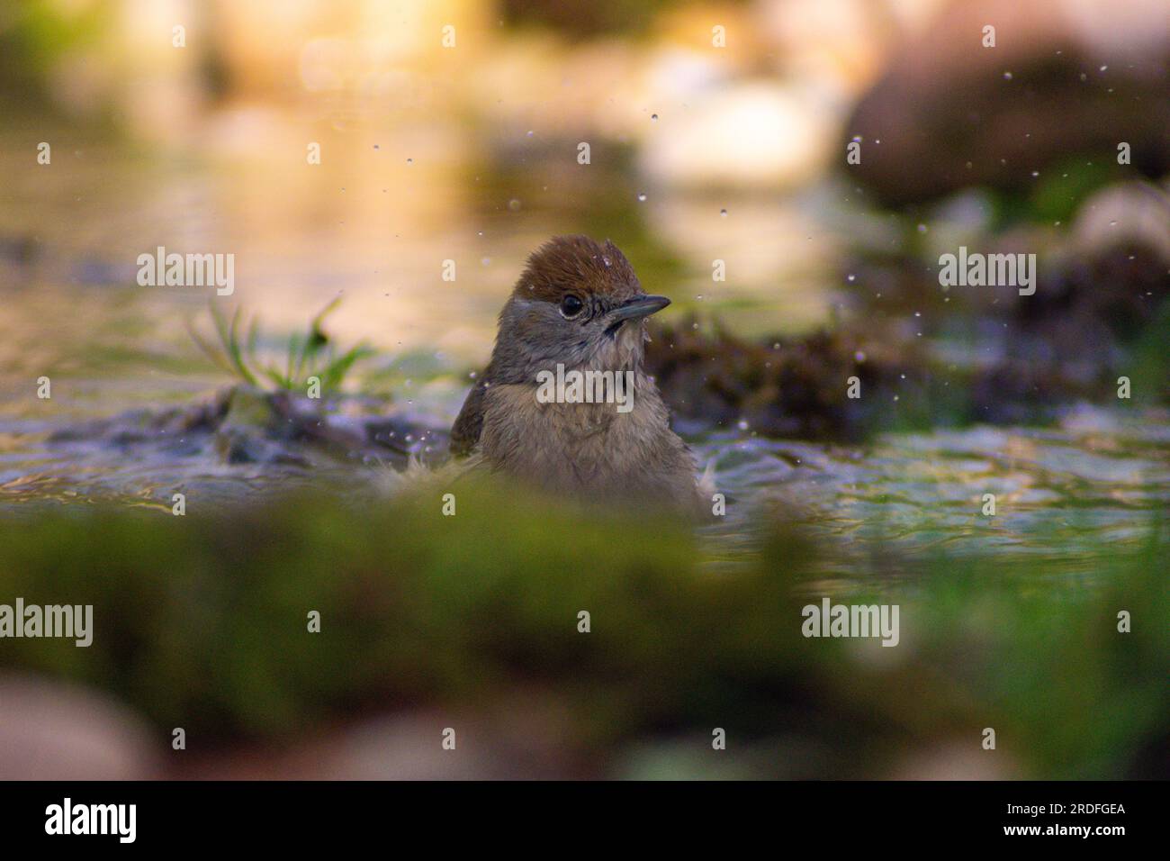PHOTOGRAPH OF WOODS AND PASSERINES FROM A HIDE IN POBES (ÁLAVA, SPAIN ...
