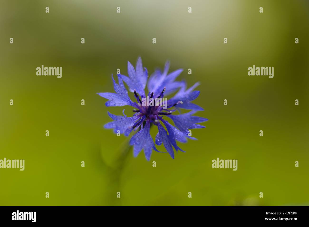 Magical floating dust over the flower Stock Photo - Alamy
