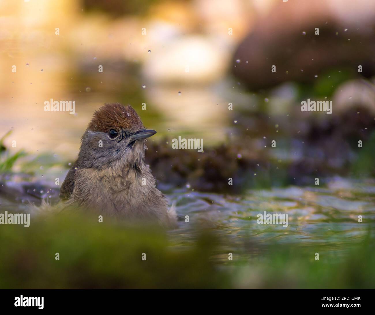 PHOTOGRAPH OF WOODS AND PASSERINES FROM A HIDE IN POBES (ÁLAVA, SPAIN ...