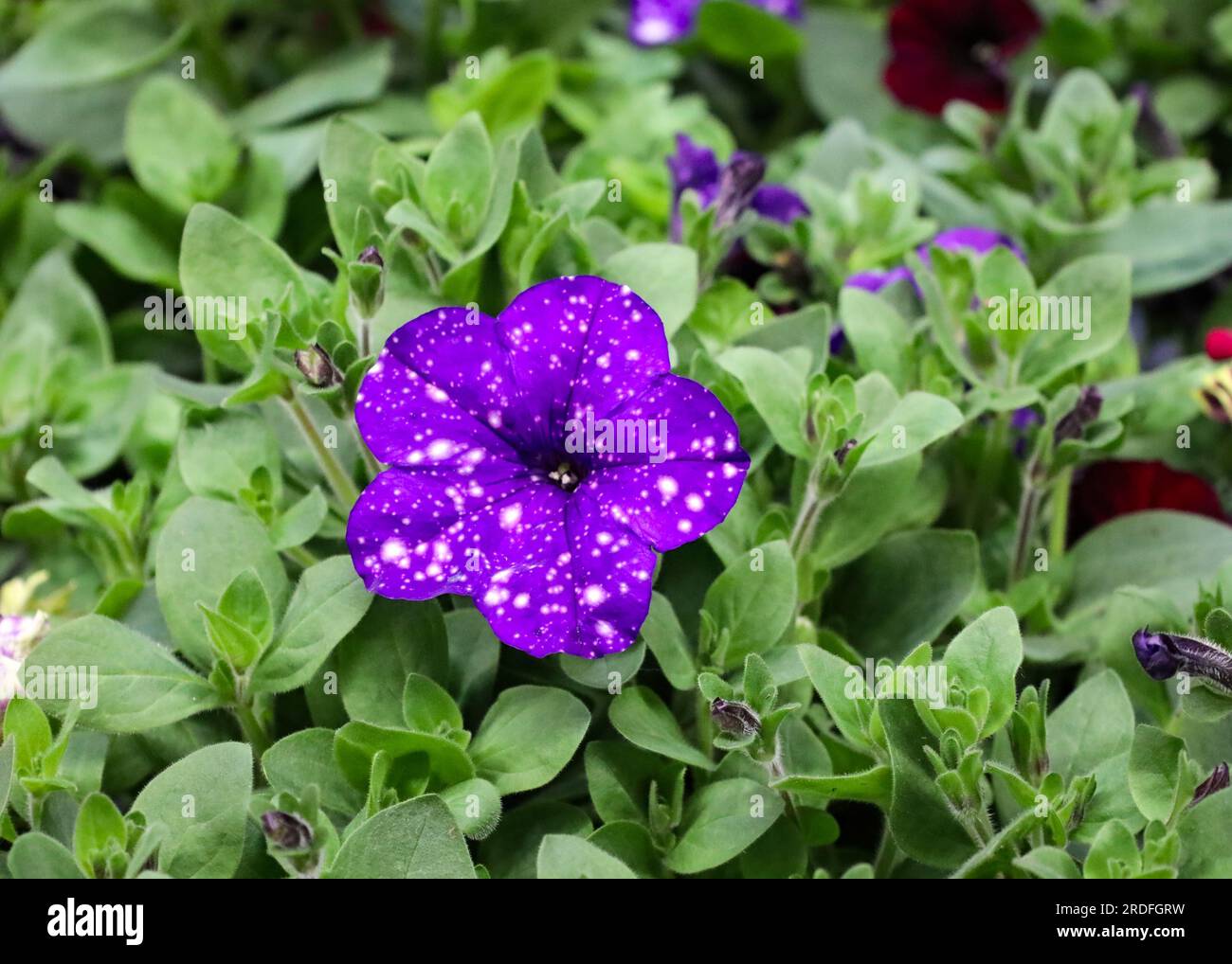 Purple flower close up. Unusual petunia in the flower bed. Bright ...