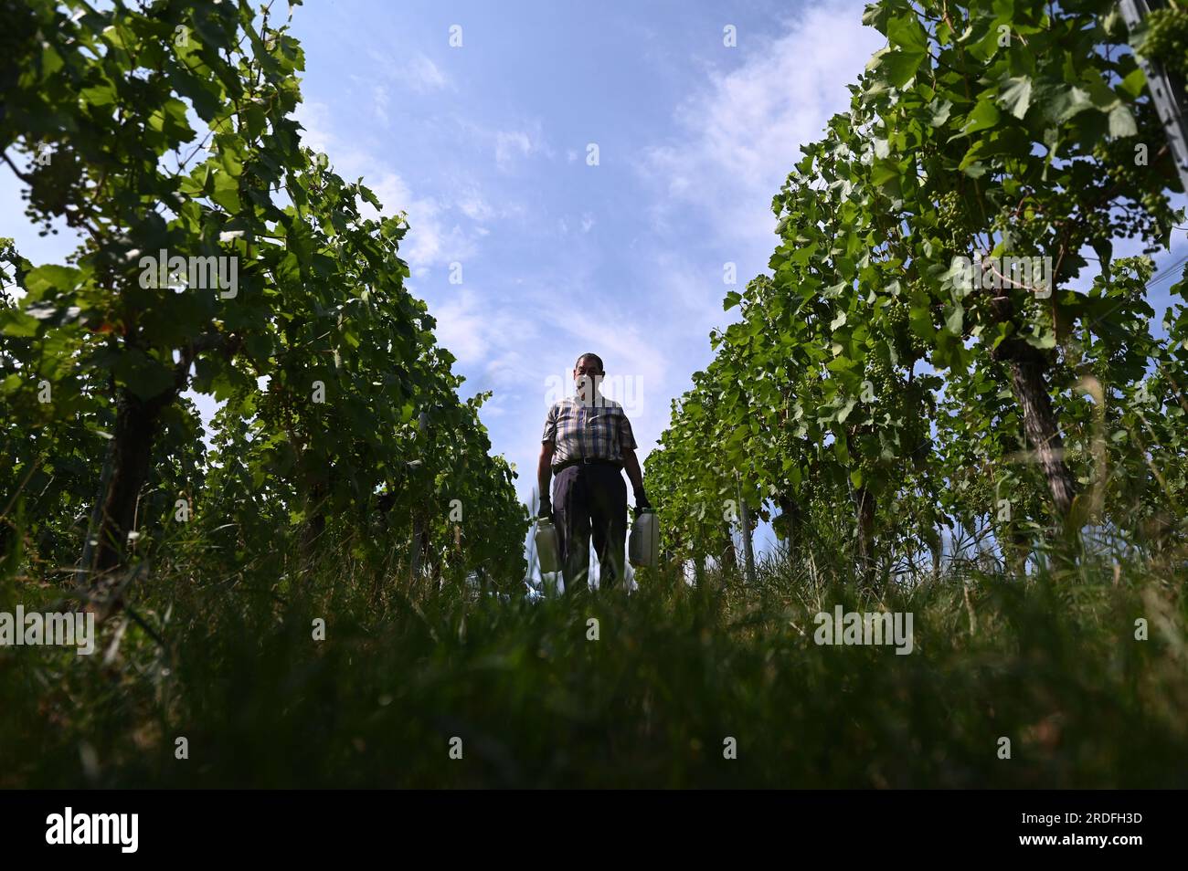 Kaiserbach, Germany. 21st July, 2023. A winemaker carries canisters of ...