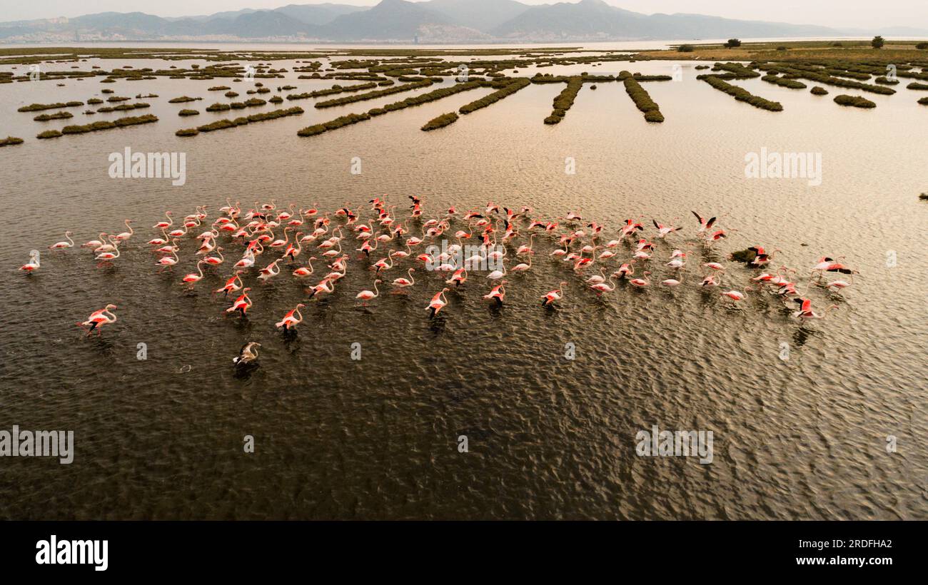 Pink flamingos in their natural environment with drone shooting Stock ...