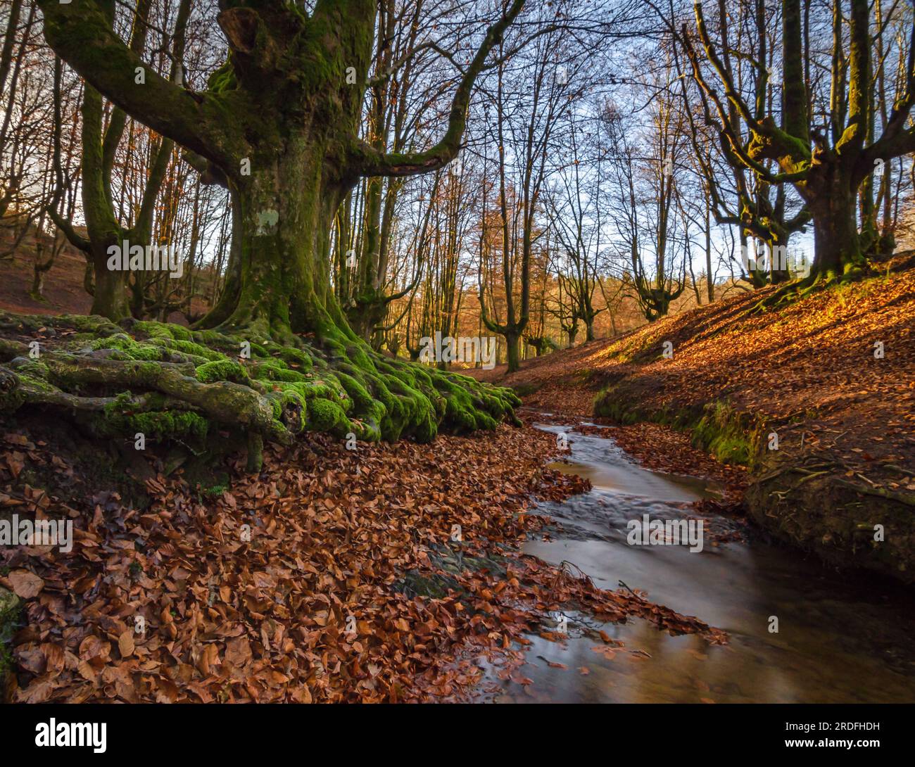 PHOTOGRAPH OF THE "HAYEDO DE OTZARRETA", TAKEN WITH THE USE OF FILTERS ...