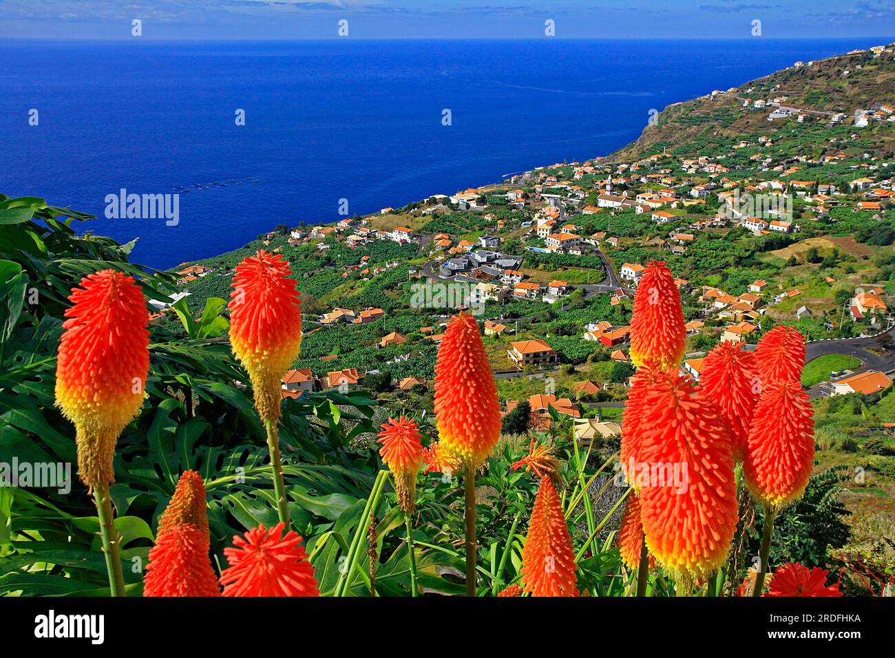 View of Atlantic Ocean, Torch Lily, South Coast, Madeira Island Stock ...