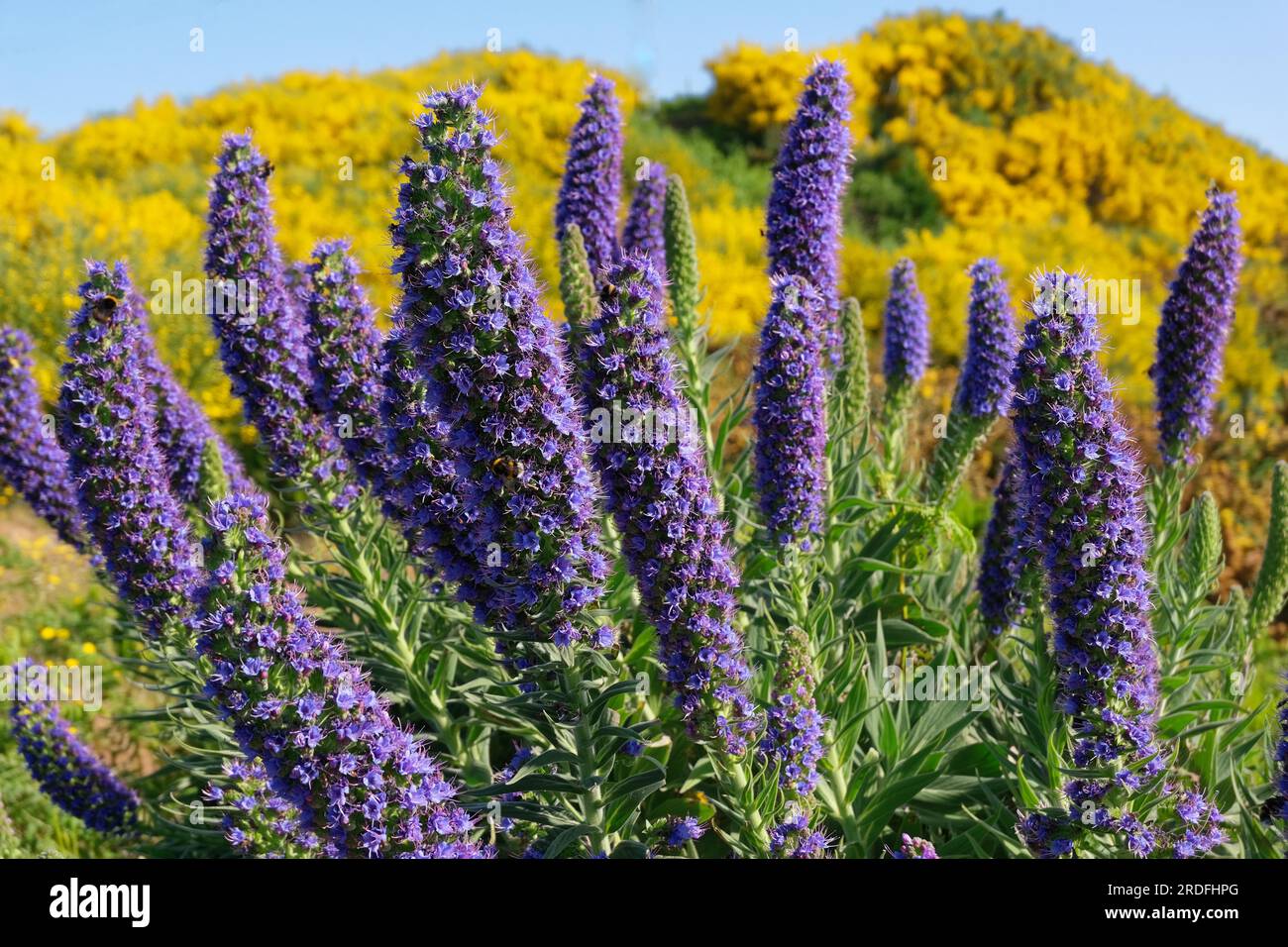 Madeira viper's bugloss endemic, Madeira Island (Echium candicans Stock ...