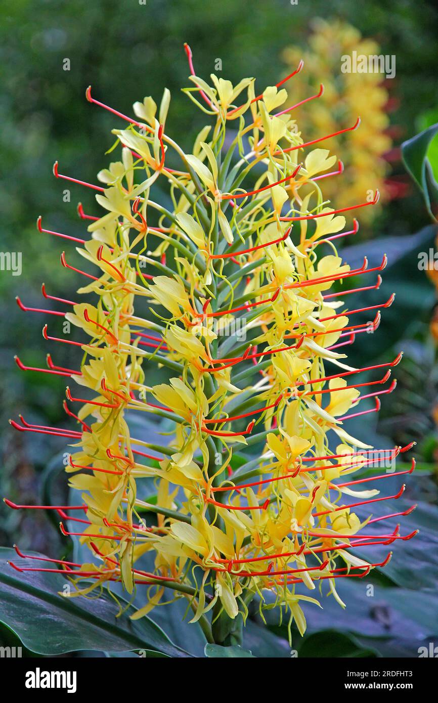 Garland flower (Hedychium gardnerianum) close-up, Boaventura, Madeira ...
