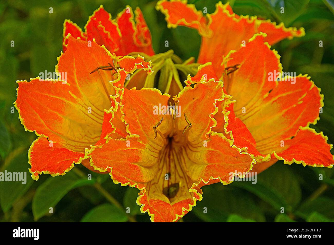 African (Spathodea campanulata) tulip tree close-up, Funchal, Madeira ...