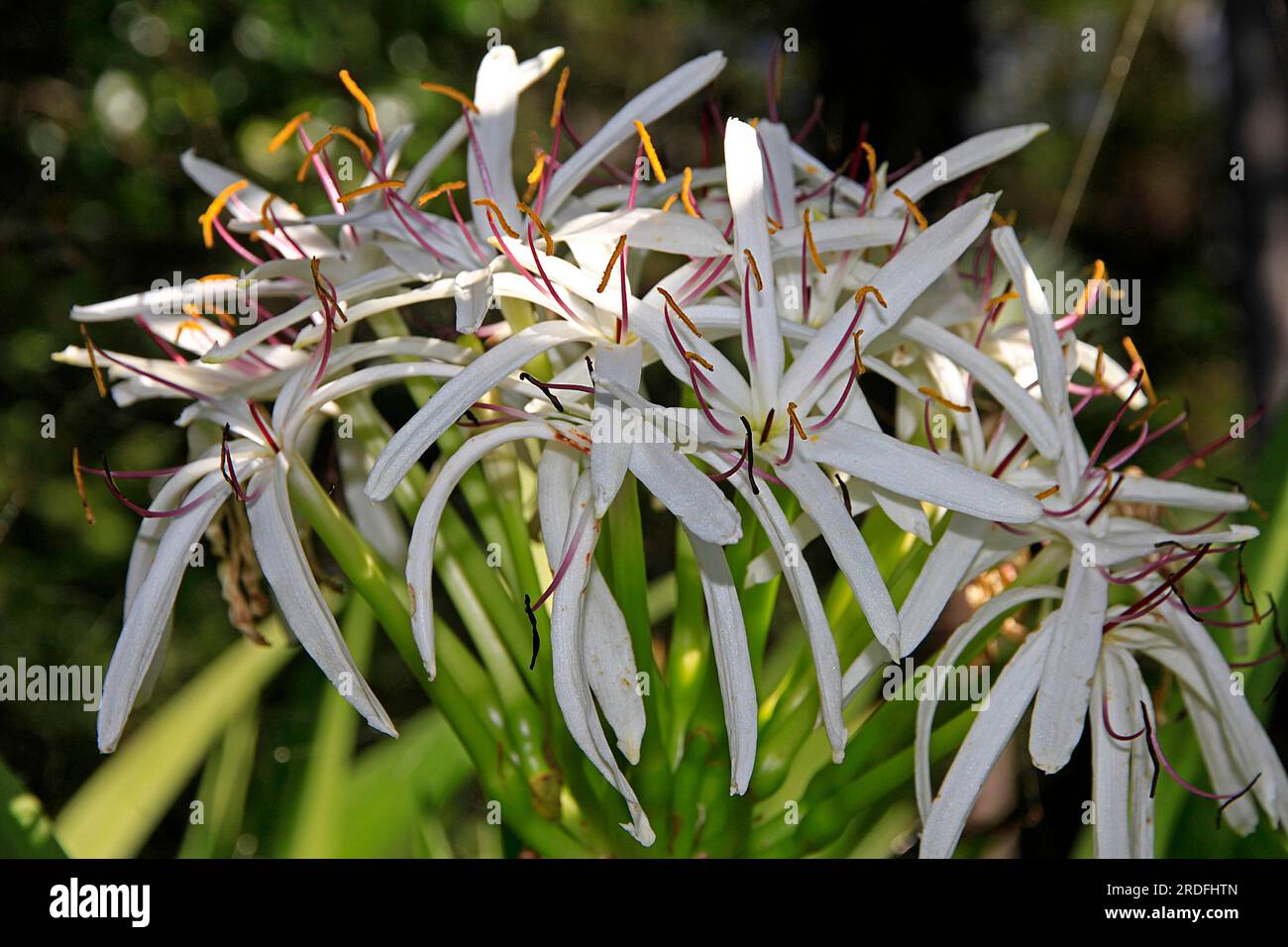 Crinum lilies hi-res stock photography and images - Alamy
