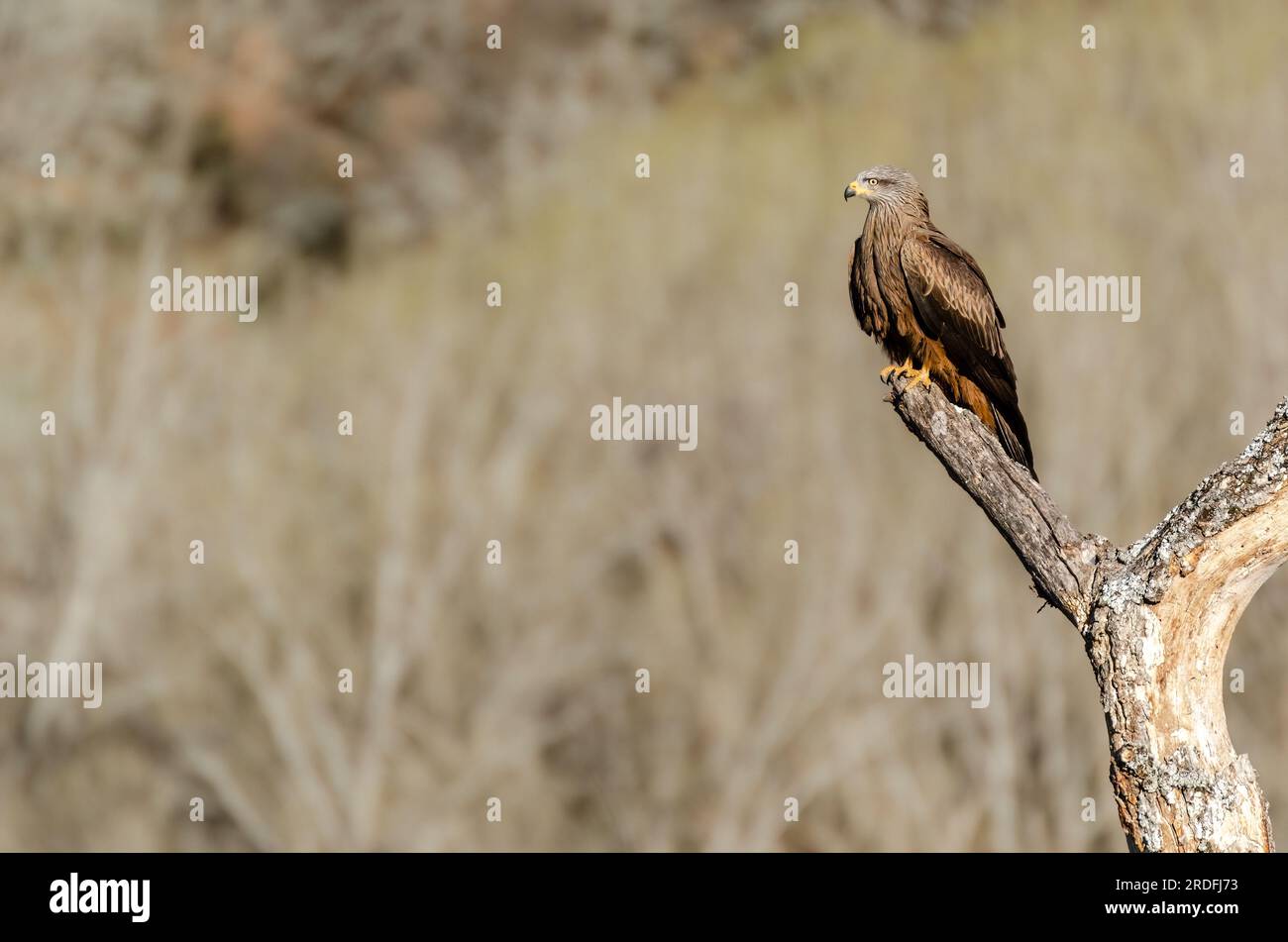 Aves posadas hi-res stock photography and images - Alamy