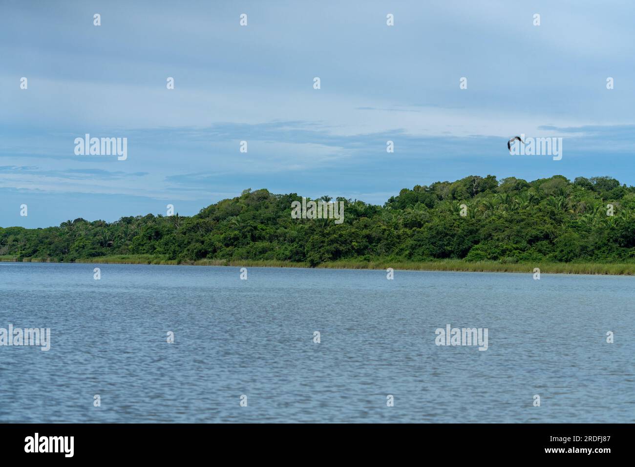The profile of the Submerged Crocodile, the original name of the Mayan ...