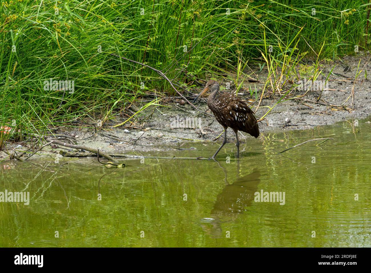 A Limpkin, Aramus guarauna, hunting fish in the lagoon in the Crooked ...
