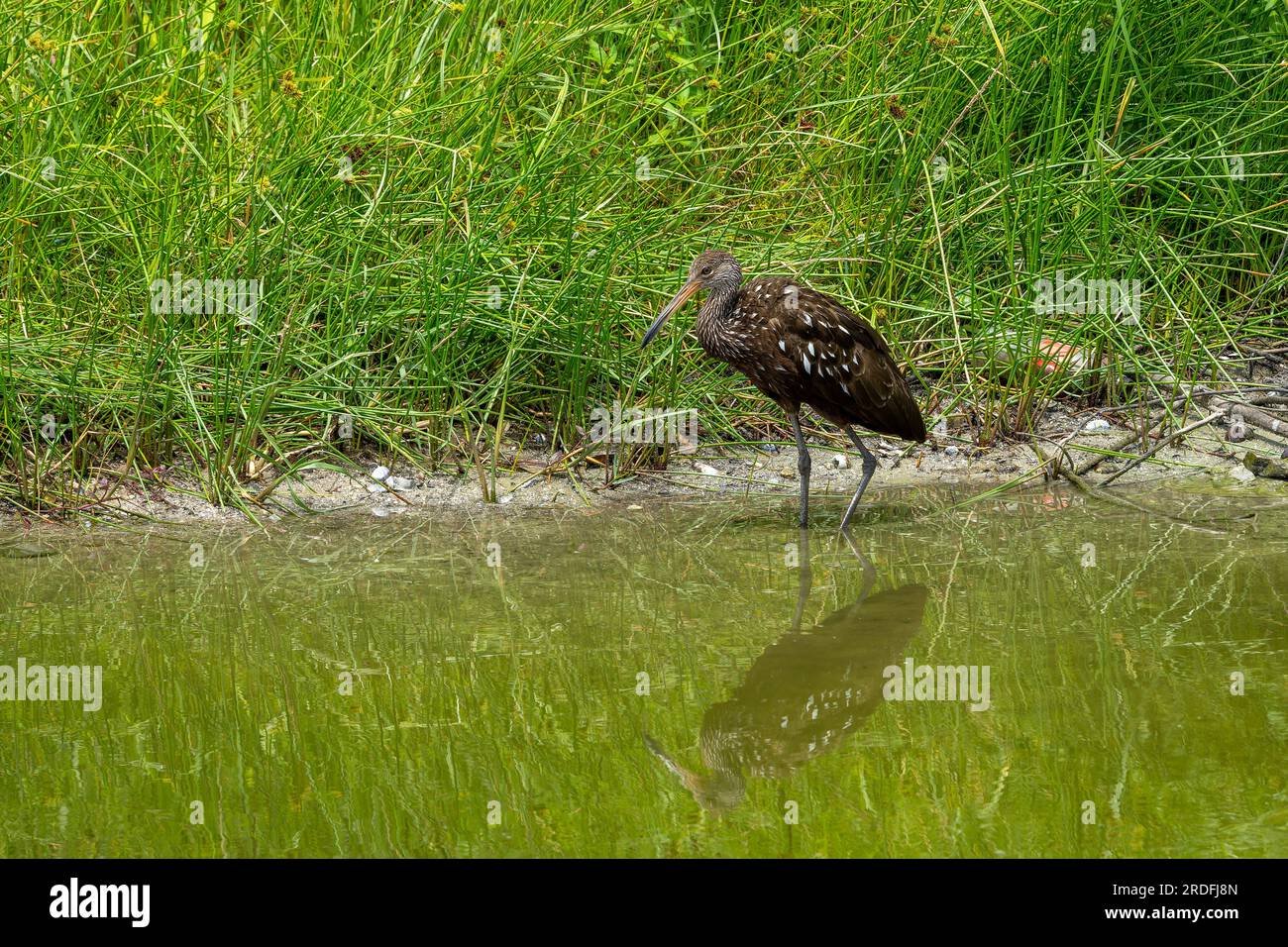 A Limpkin, Aramus guarauna, hunting fish in the lagoon in the Crooked ...