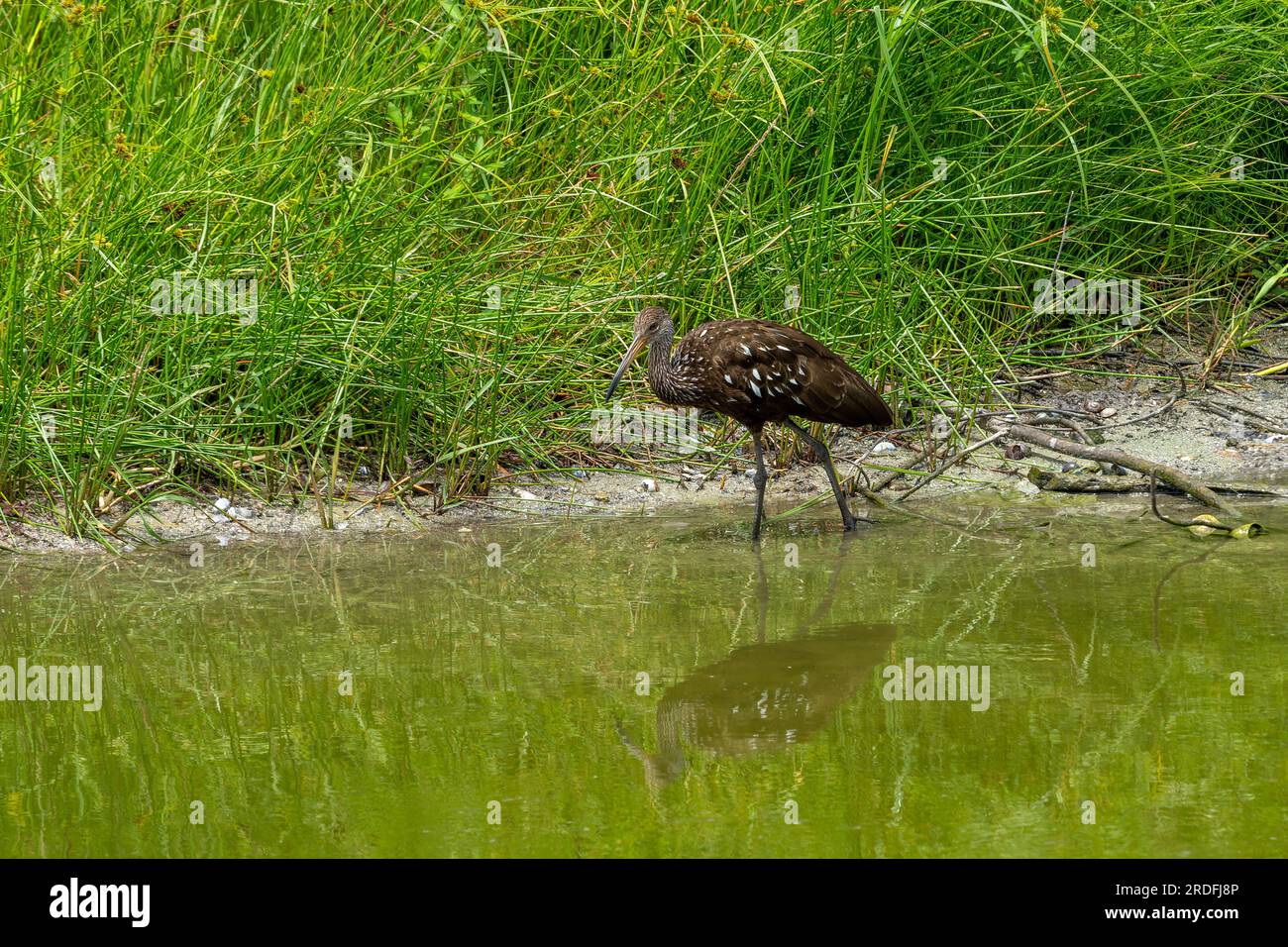 A Limpkin, Aramus guarauna, hunting fish in the lagoon in the Crooked ...