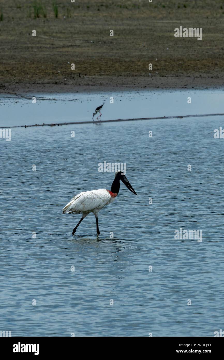 A Jabiru stork, Jabiru mycteria, wading in the shallow lagoon in the ...