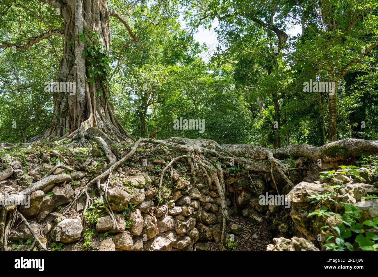 Tree roots reclaim the ruins in the jungle in the Mayan ruins in the ...