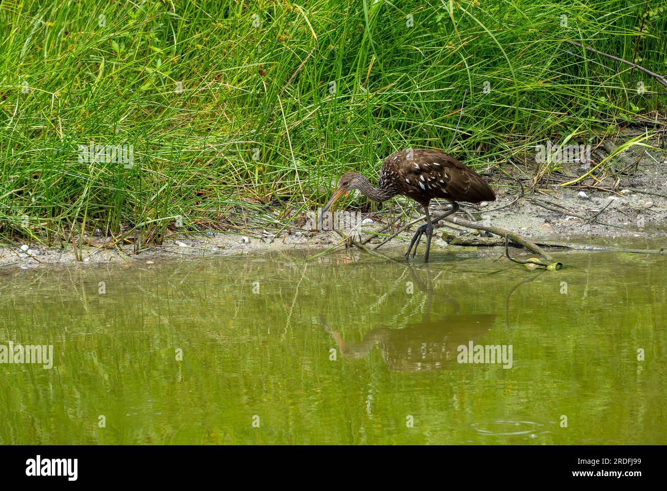 A Limpkin, Aramus guarauna, hunting fish in the lagoon in the Crooked ...