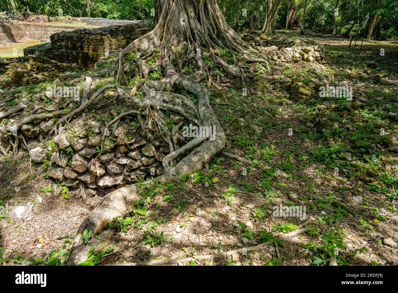 Tree roots reclaim the ruins in the jungle in the Mayan ruins in the ...