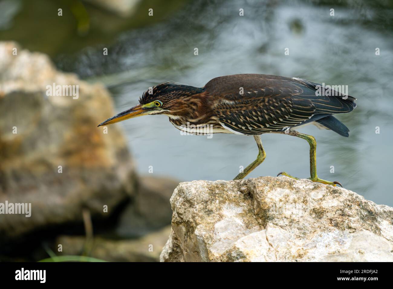 An immature Green Heron, Butorides virescens, hunting fish in the ...