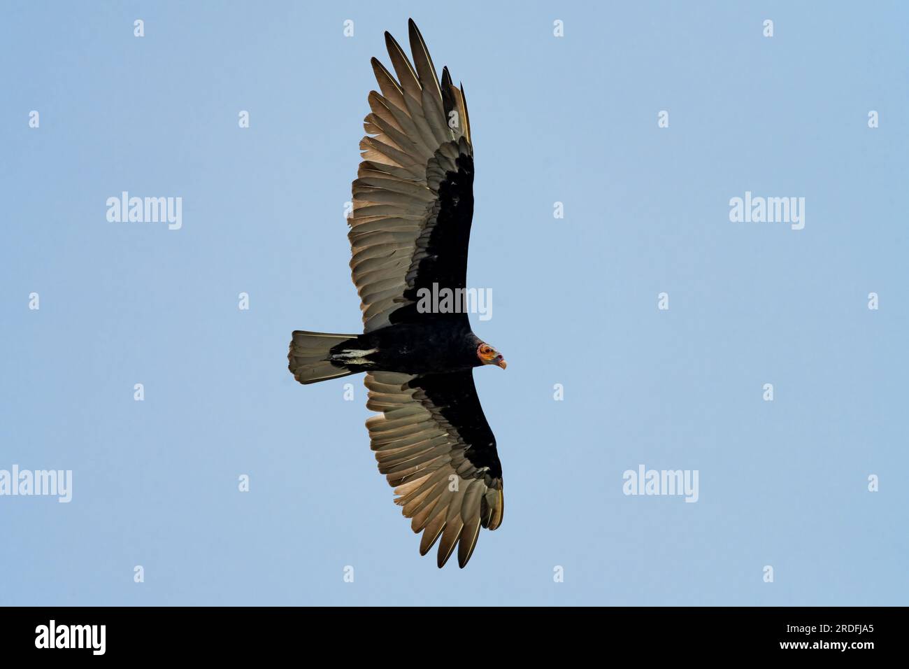 A Lesser Yellow-headed Vulture, Cathartes burrovianus, flying over the ...