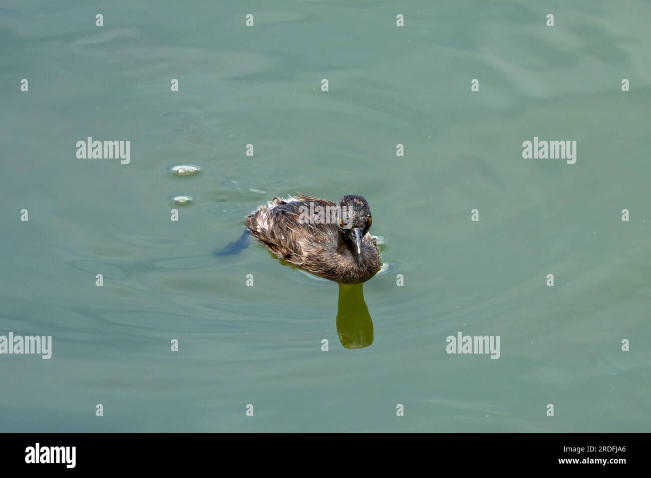 A Least Grebe, Tachybaptus dominicus, swimming in the shallow lagoon in ...