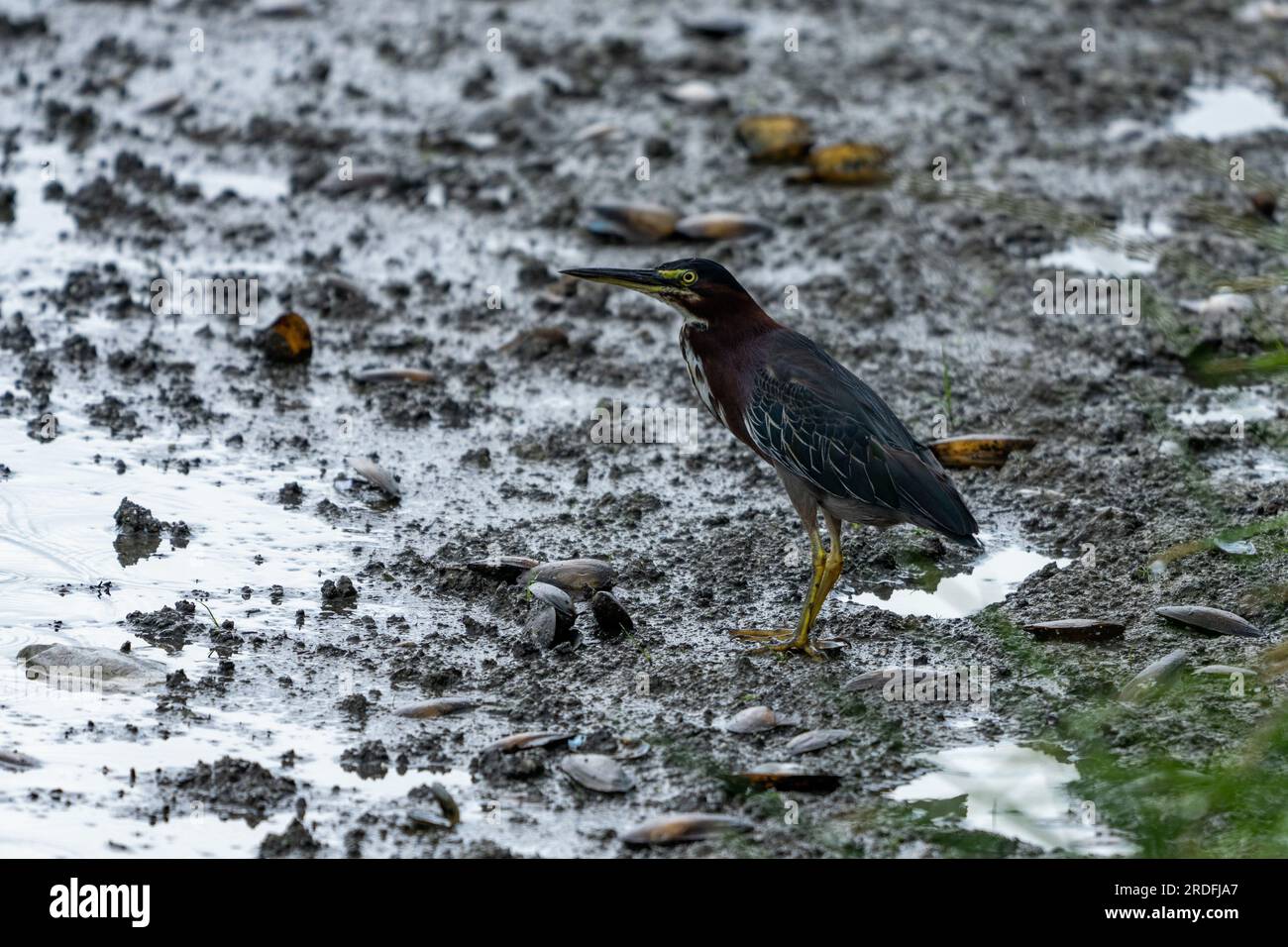 An adult Green Heron, Butorides virescens, on the edge of the lagoon in ...