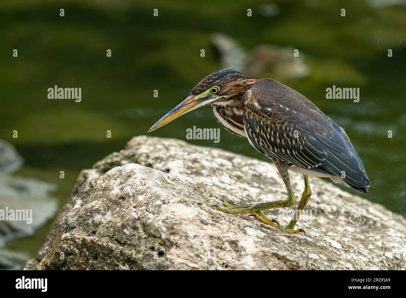 An immature Green Heron, Butorides virescens, hunting fish in the ...