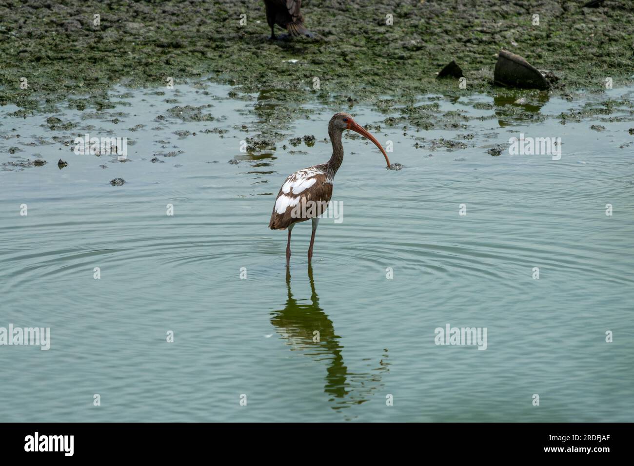 A juvenile White Ibis, Eudocimus albus, wading in the Crooked Tree ...