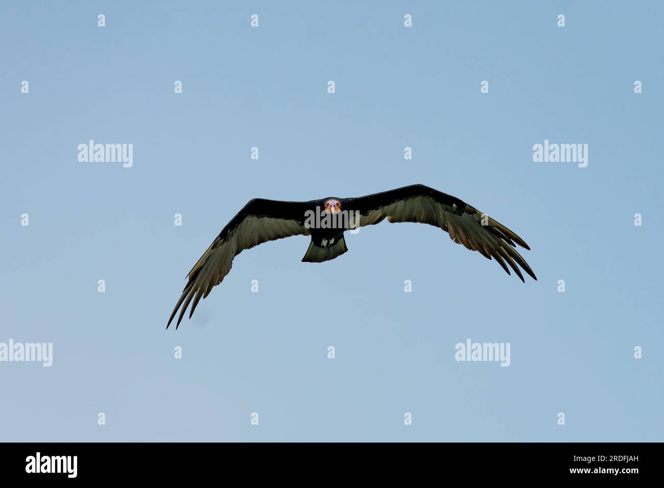 A Lesser Yellow-headed Vulture, Cathartes burrovianus, flying over the ...