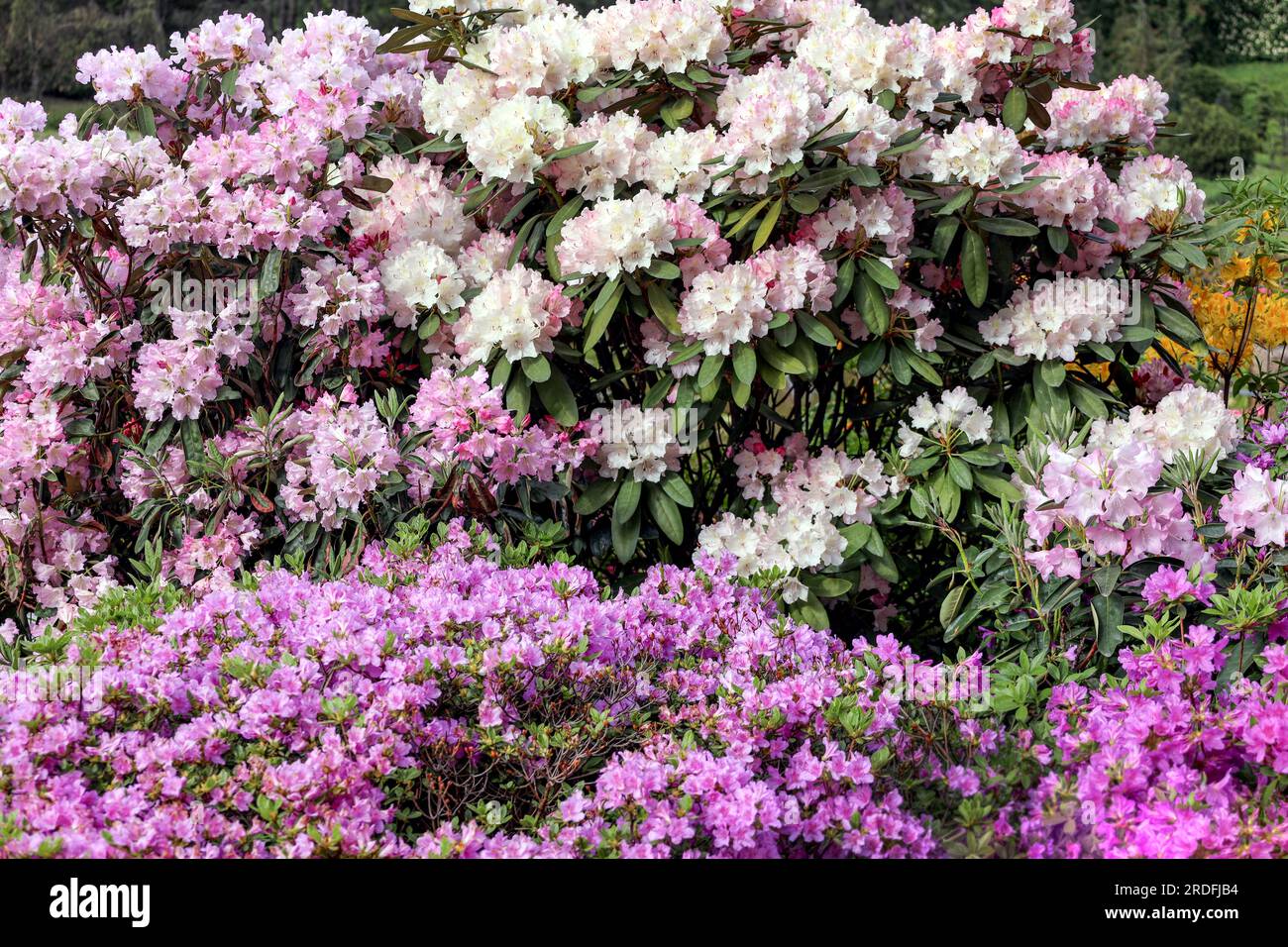 Bushes of rhododendron and azaleas during flowering in the botanical ...