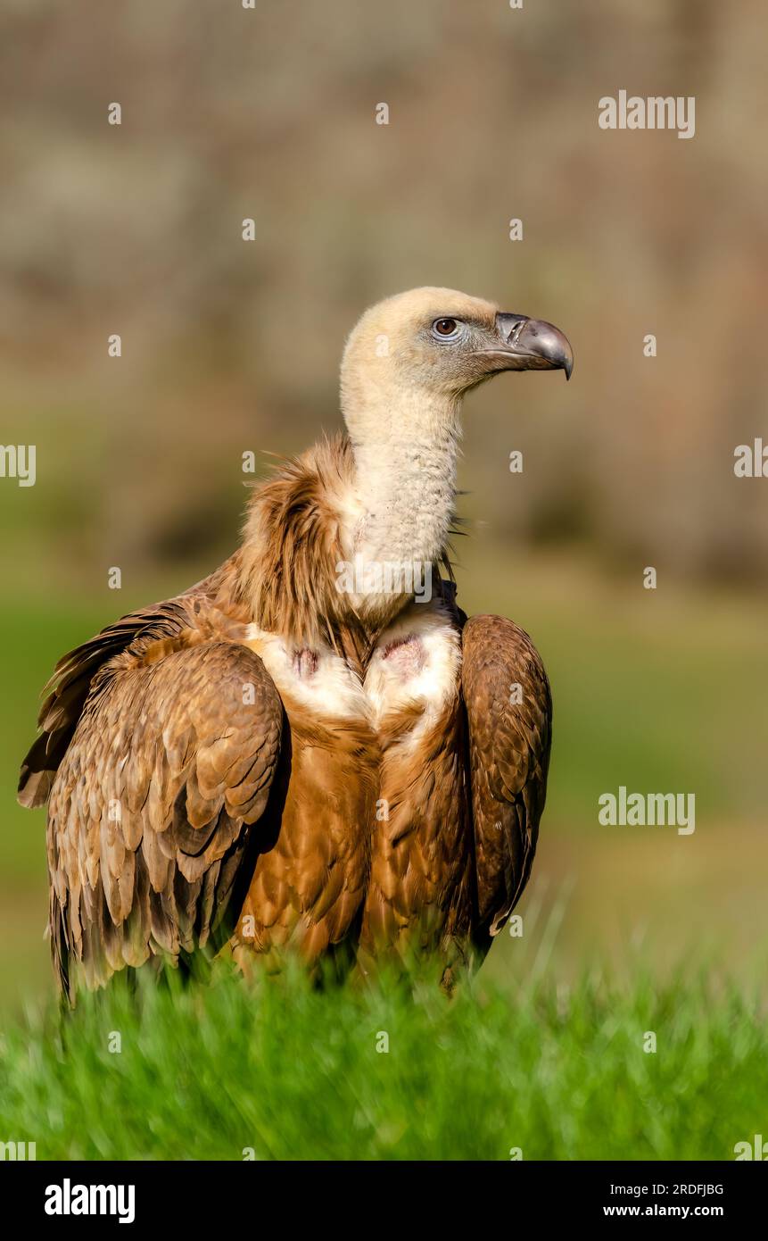 PHOTOGRAPH OF A GRIFFON VULTURE TAKEN FROM A HIDE IN THE RIAÑO MOUNTAIN ...