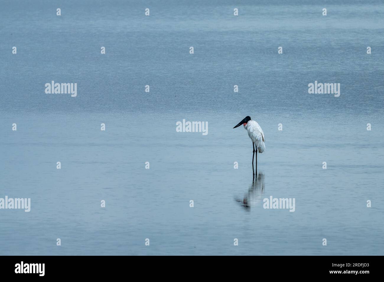 A Jabiru stork, Jabiru mycteria, wading in the shallow lagoon in the ...
