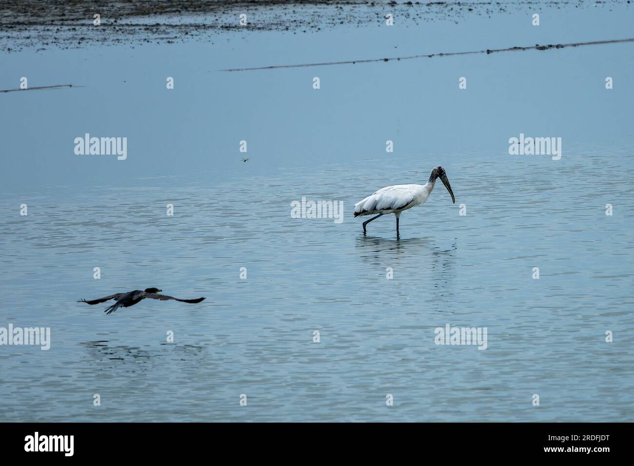 A Jabiru stork, Jabiru mycteria, wading in the shallow lagoon in the ...