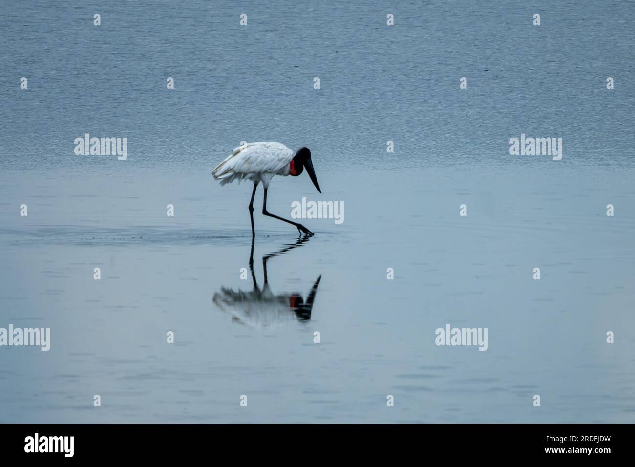 A Jabiru stork, Jabiru mycteria, wading in the shallow lagoon in the ...