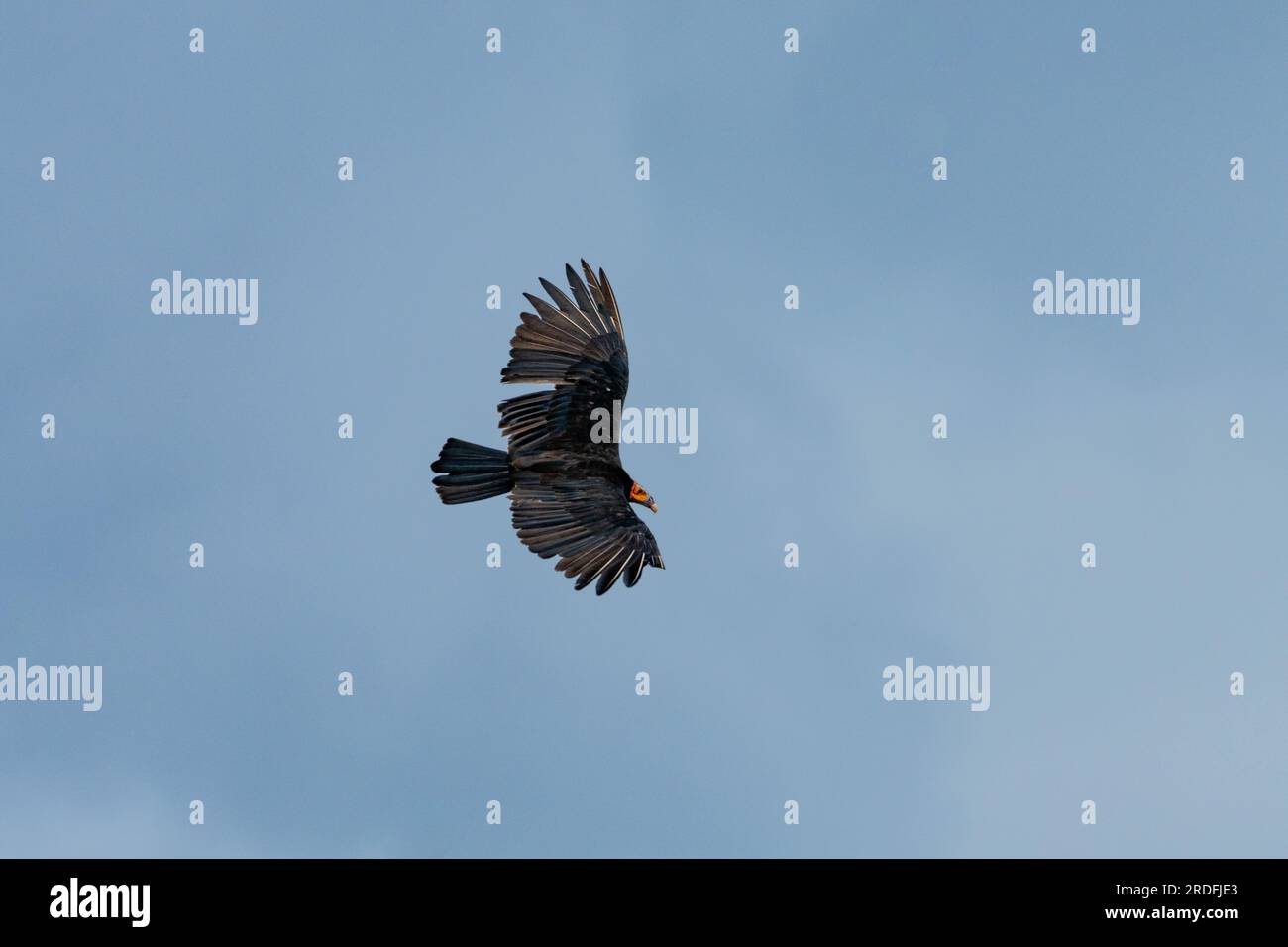 A Lesser Yellow-headed Vulture, Cathartes burrovianus, flying over the ...